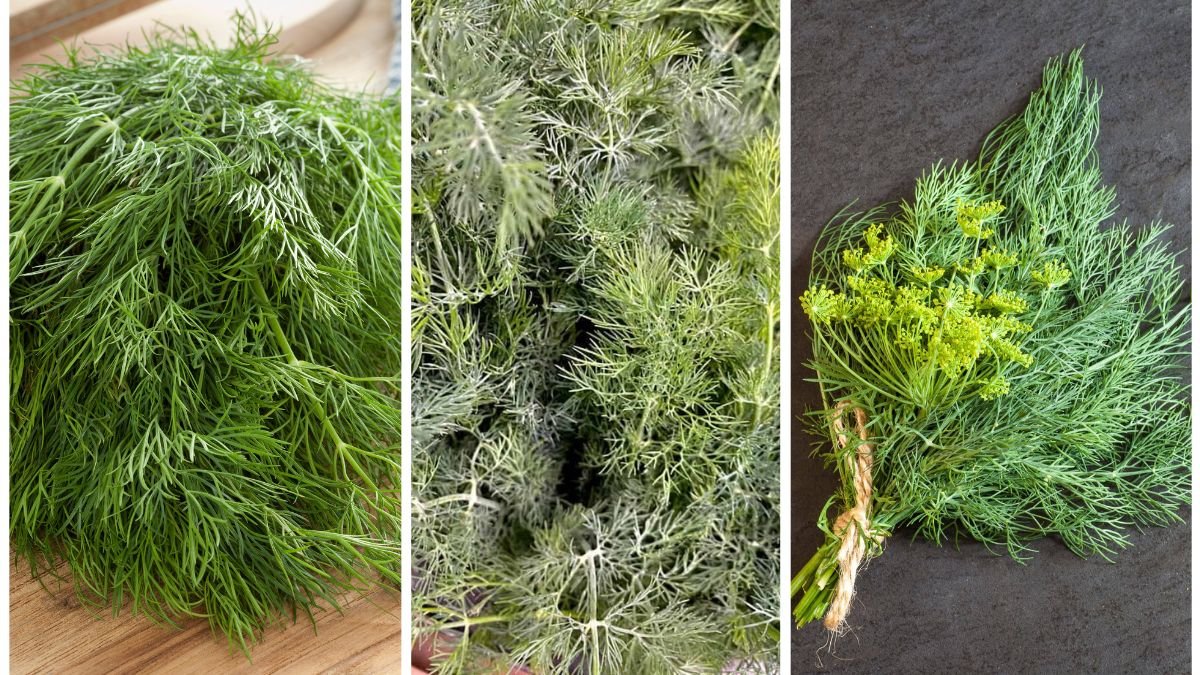 How to Harvest Dill Without Killing the Plant - Ramniwas Bagh