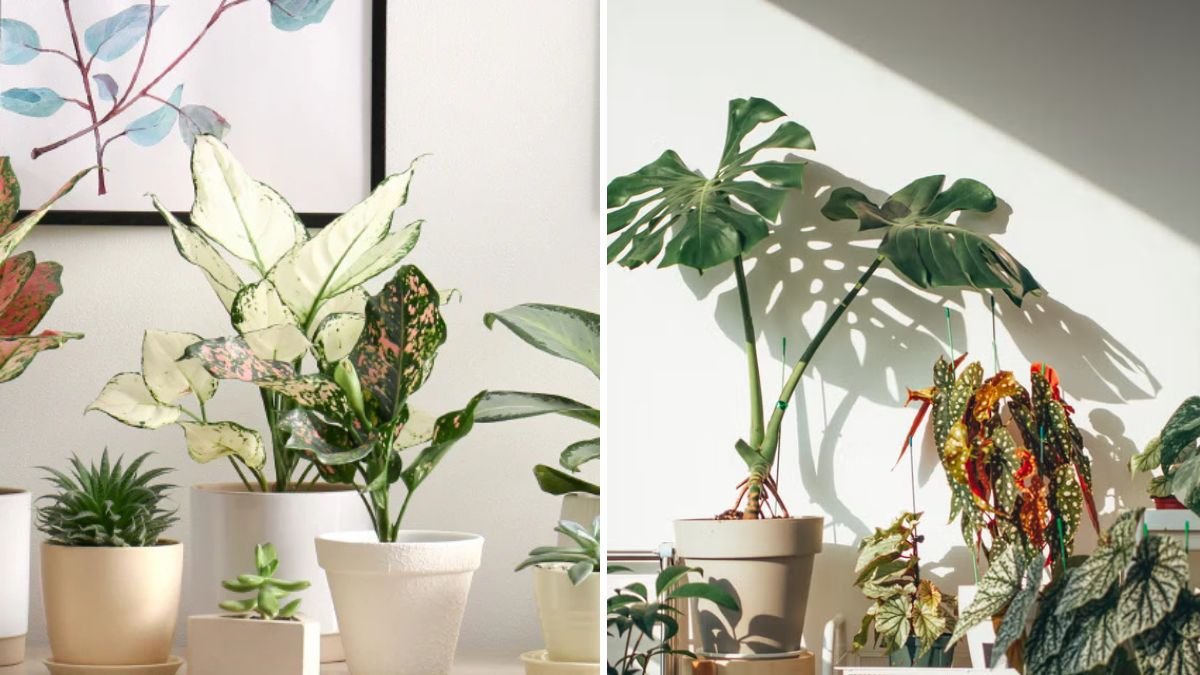 How to Rotate Houseplants for Even Growth and Health - Ramniwas Bagh